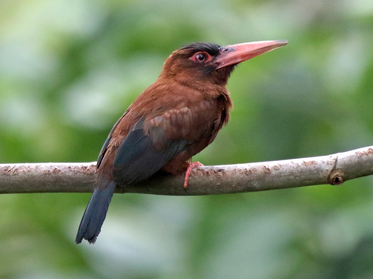 Purus Jacamar - Galbalcyrhynchus purusianus - Birds of the World