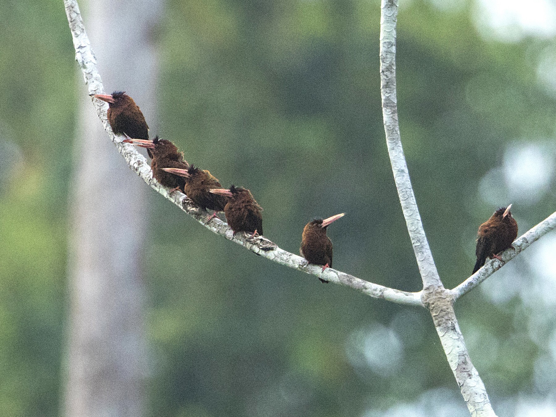 Purus Jacamar - eBird