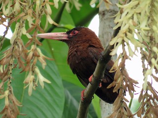 Purus Jacamar - eBird