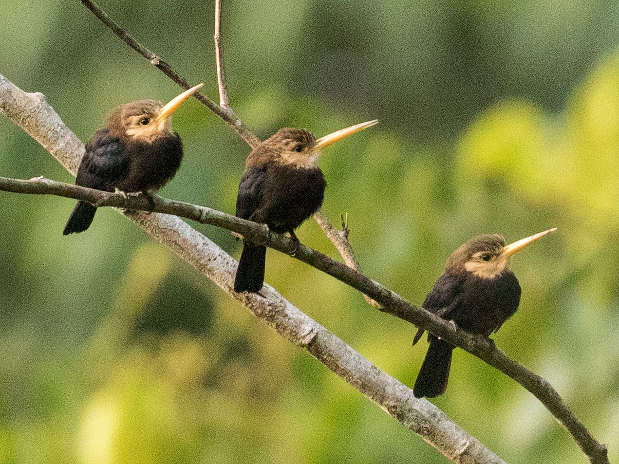 Jacamará gorjiblanco - eBird