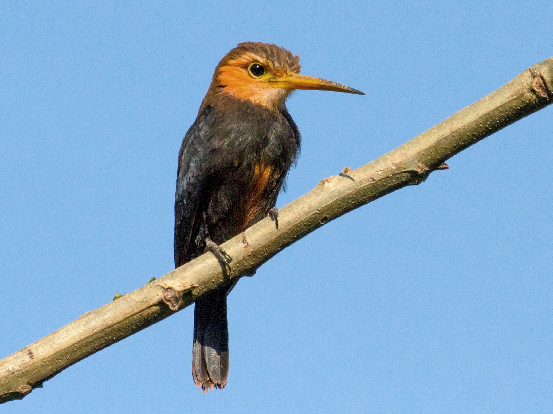 White-throated Jacamar - eBird