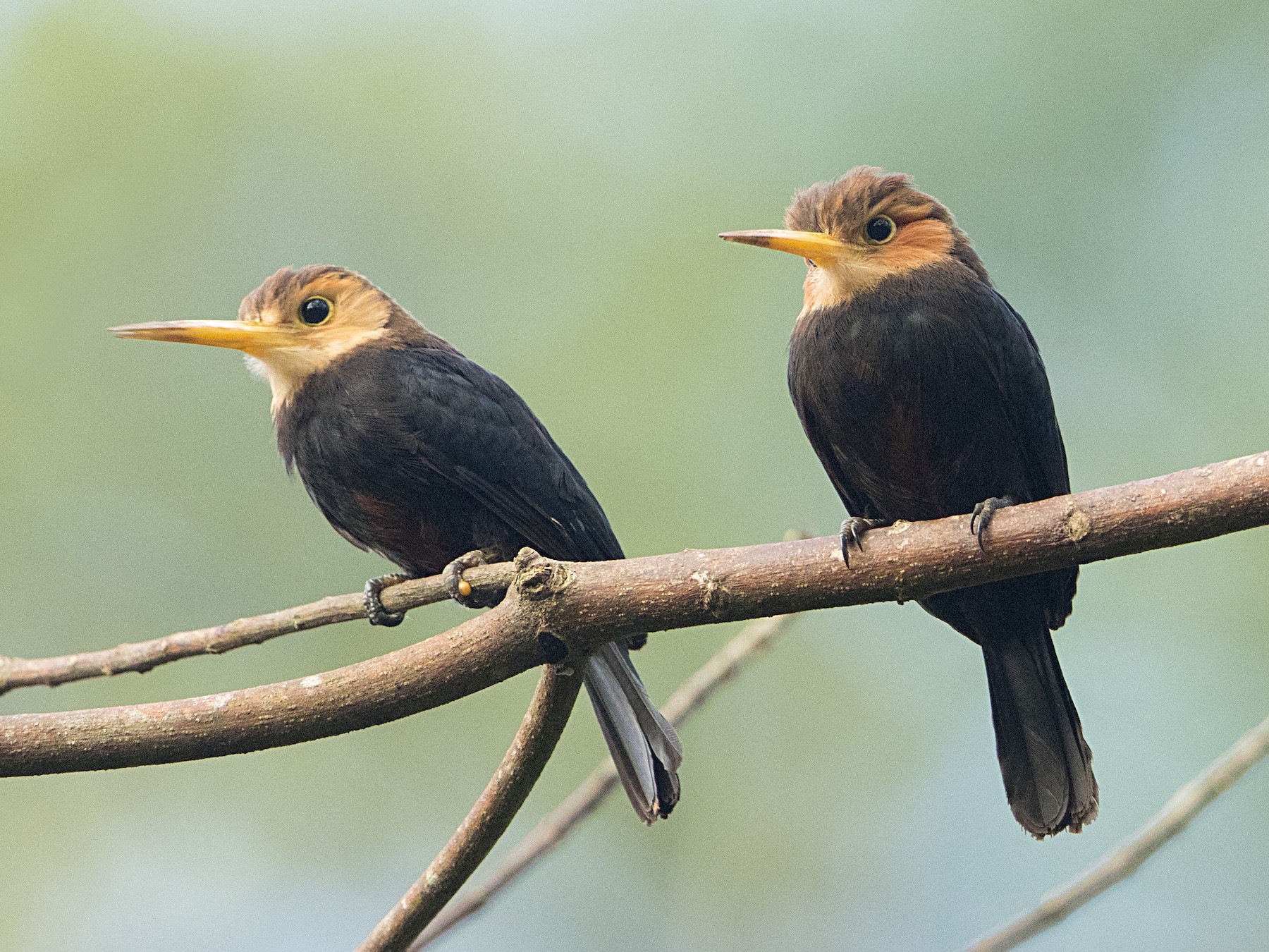 White-throated Jacamar - eBird