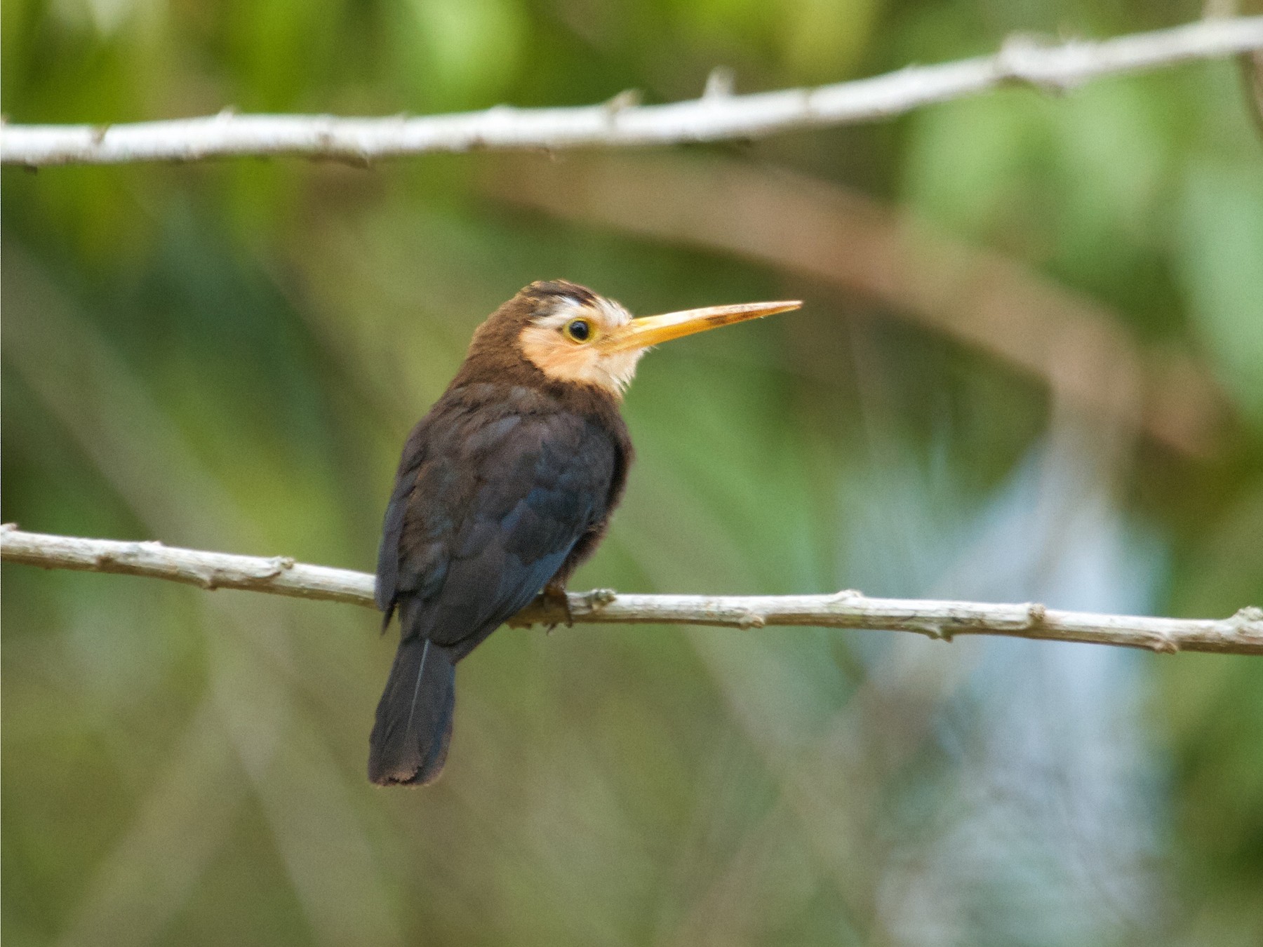 Jacamará Gorjiblanco - eBird