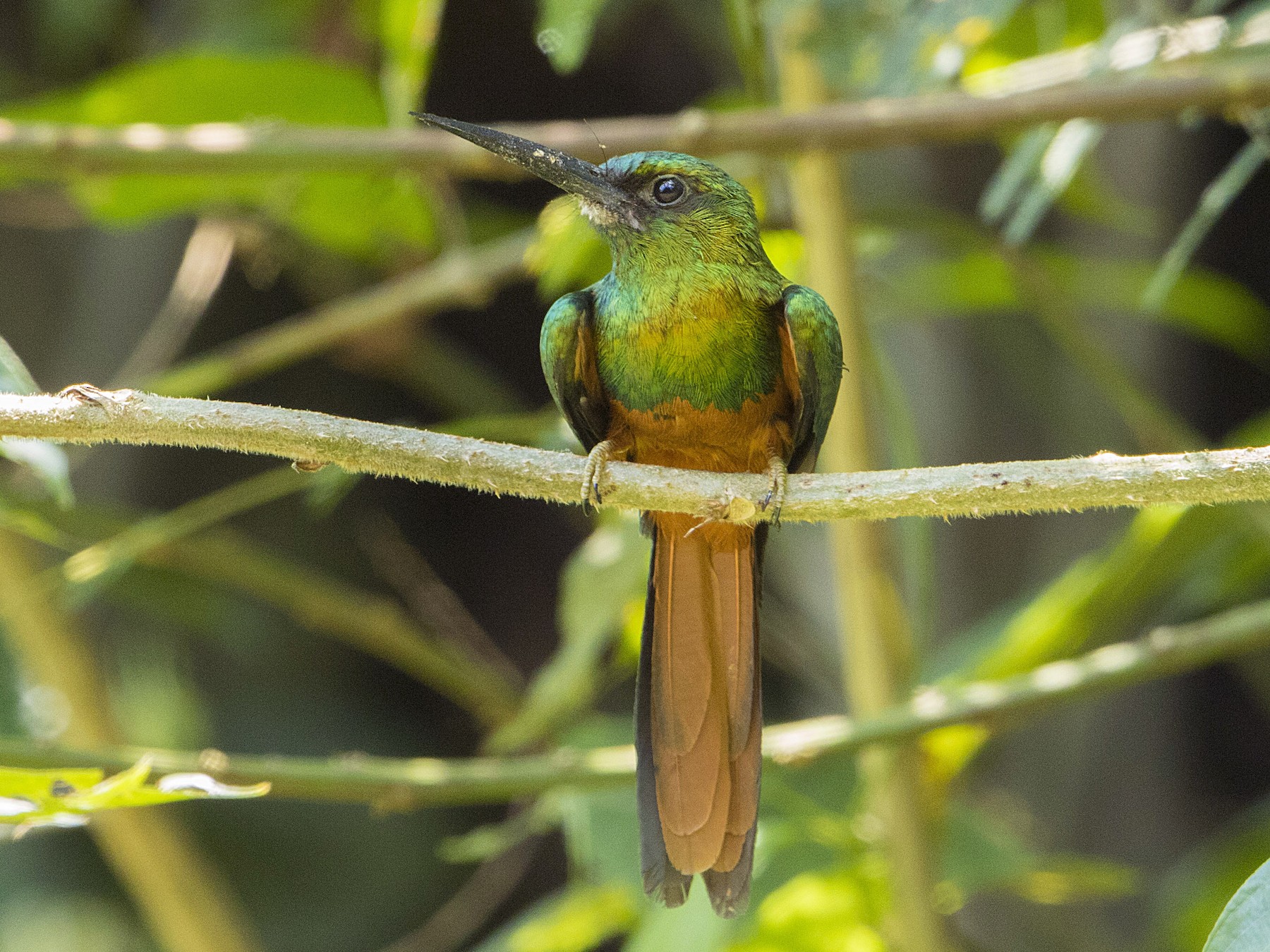 Bluish-fronted Jacamar - eBird