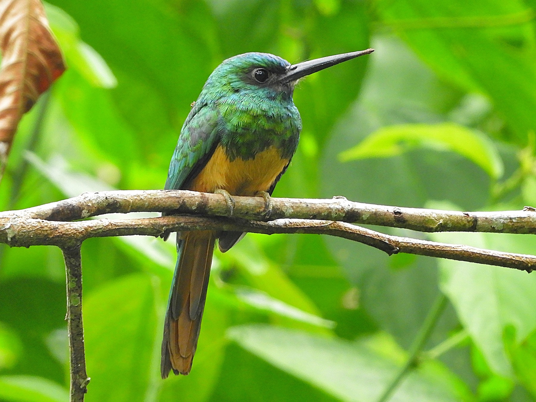 Bluish-fronted Jacamar - eBird
