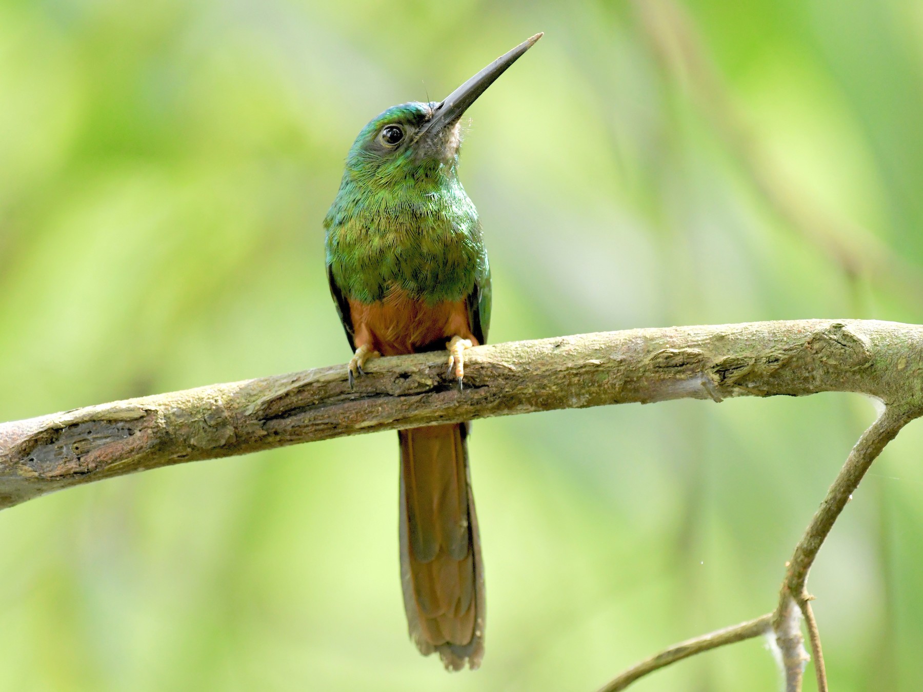 Bluish-fronted Jacamar - eBird