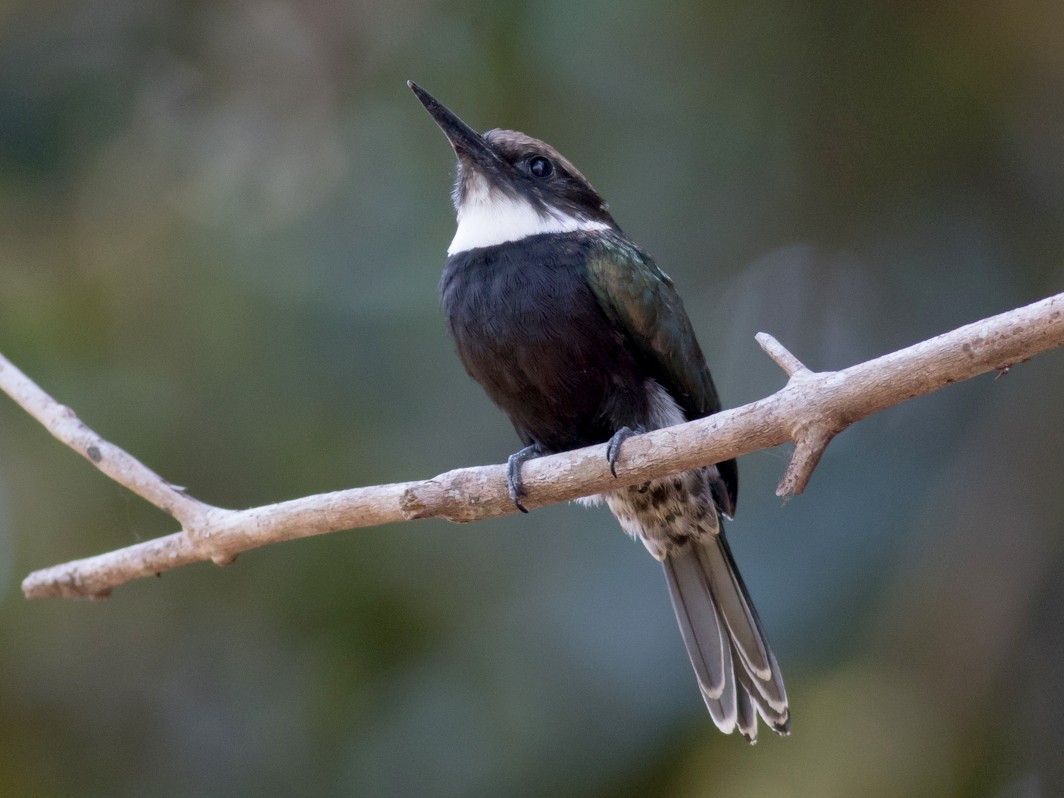 Paradise Jacamar - eBird
