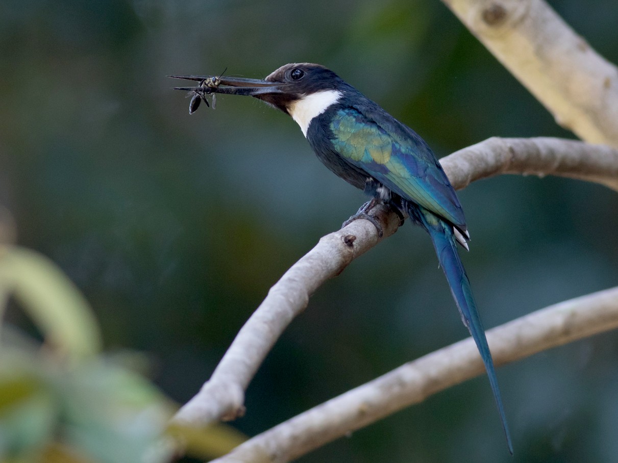 Paradise Jacamar - eBird