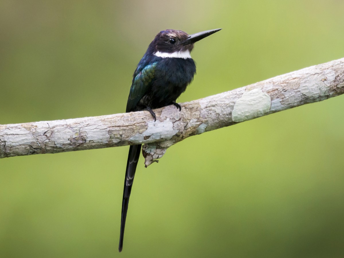 Paradise Jacamar - Galbula dea - Birds of the World