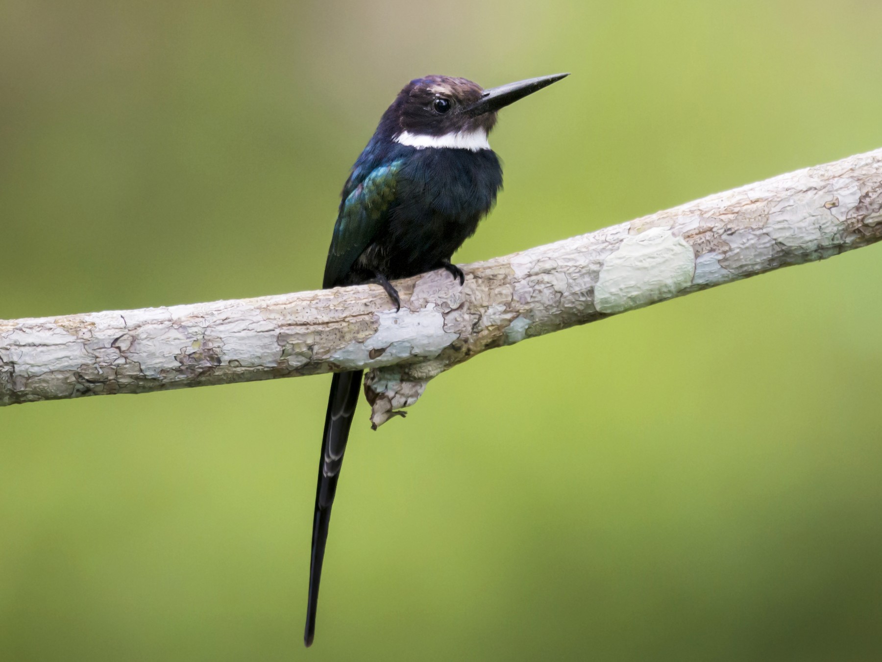 Paradise Jacamar - eBird