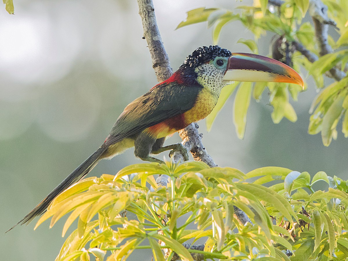 Curl-crested Aracari - Pteroglossus beauharnaisii - Birds of the World