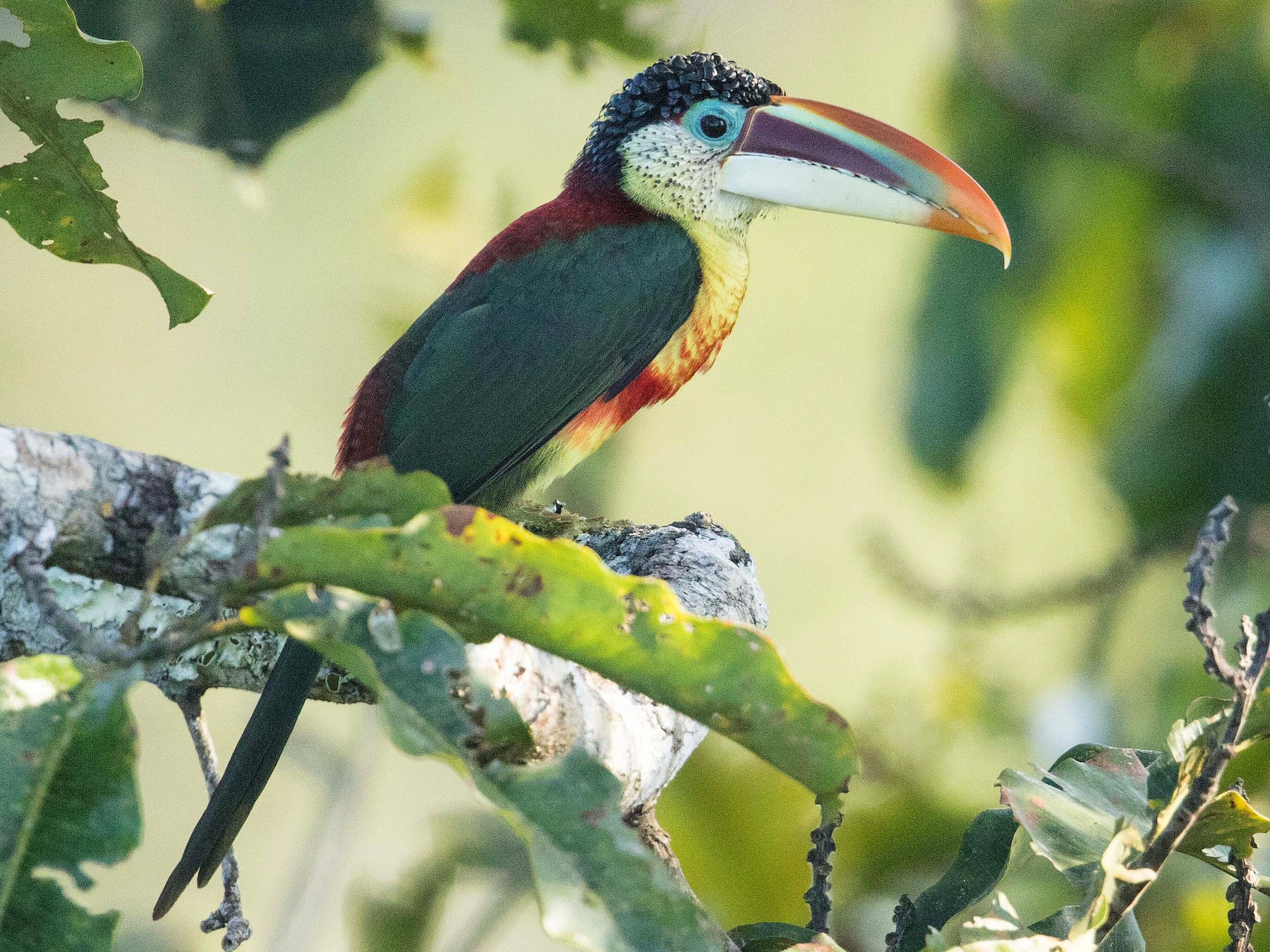 Curl-crested Aracari - eBird