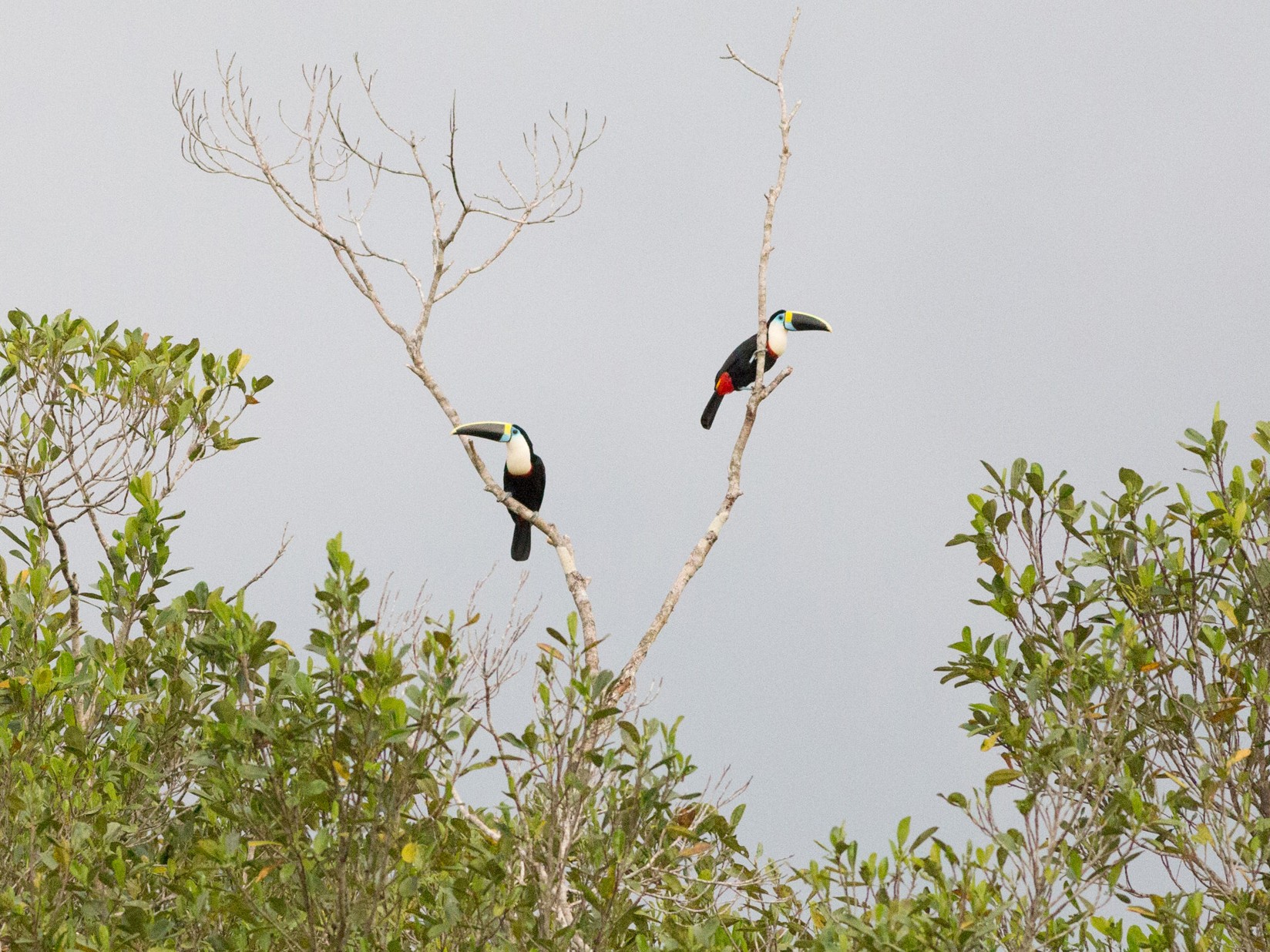 White-throated Toucan - eBird