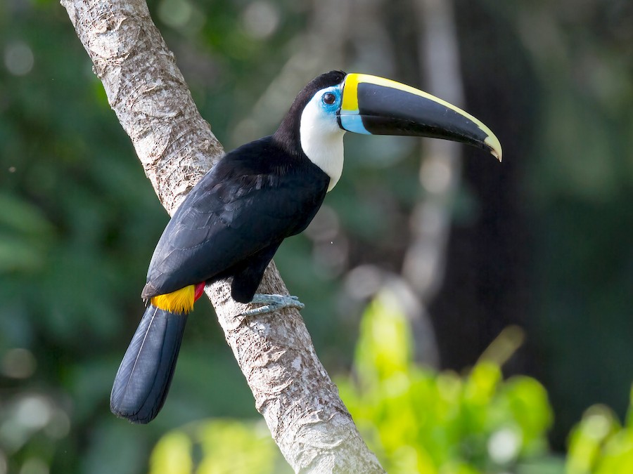 White-throated Toucan - eBird