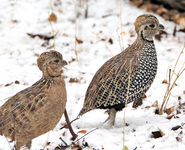 Female Quail