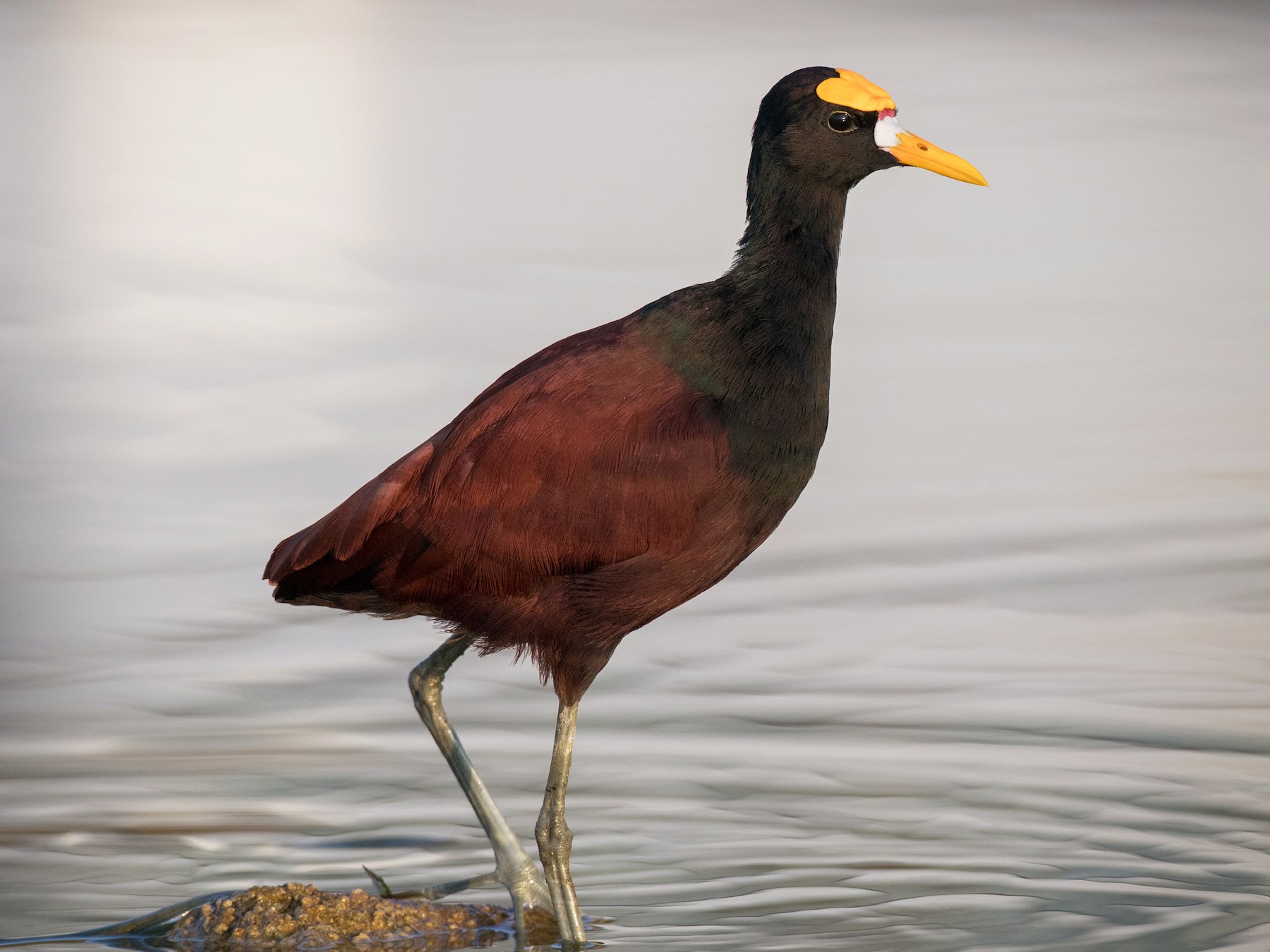 Jacana Centroamericana - eBird