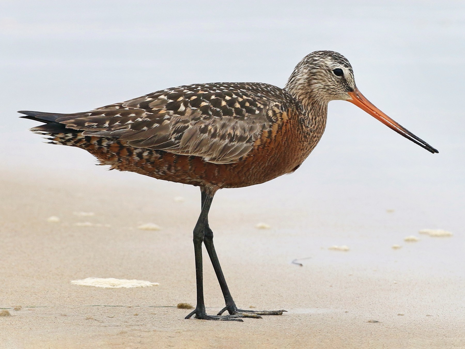 Hudsonian Godwit - eBird