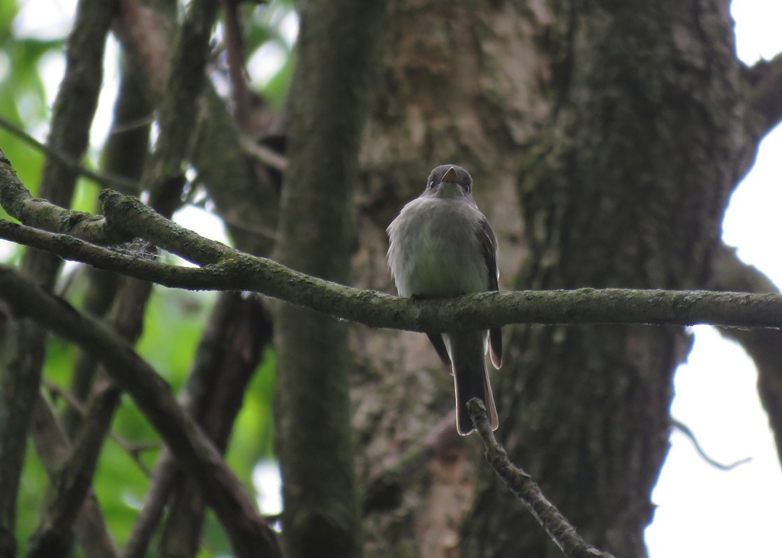 Wisconsin Breeding Bird Atlas Checklist - 18 Jun 2019 - 7633 Marshview ...