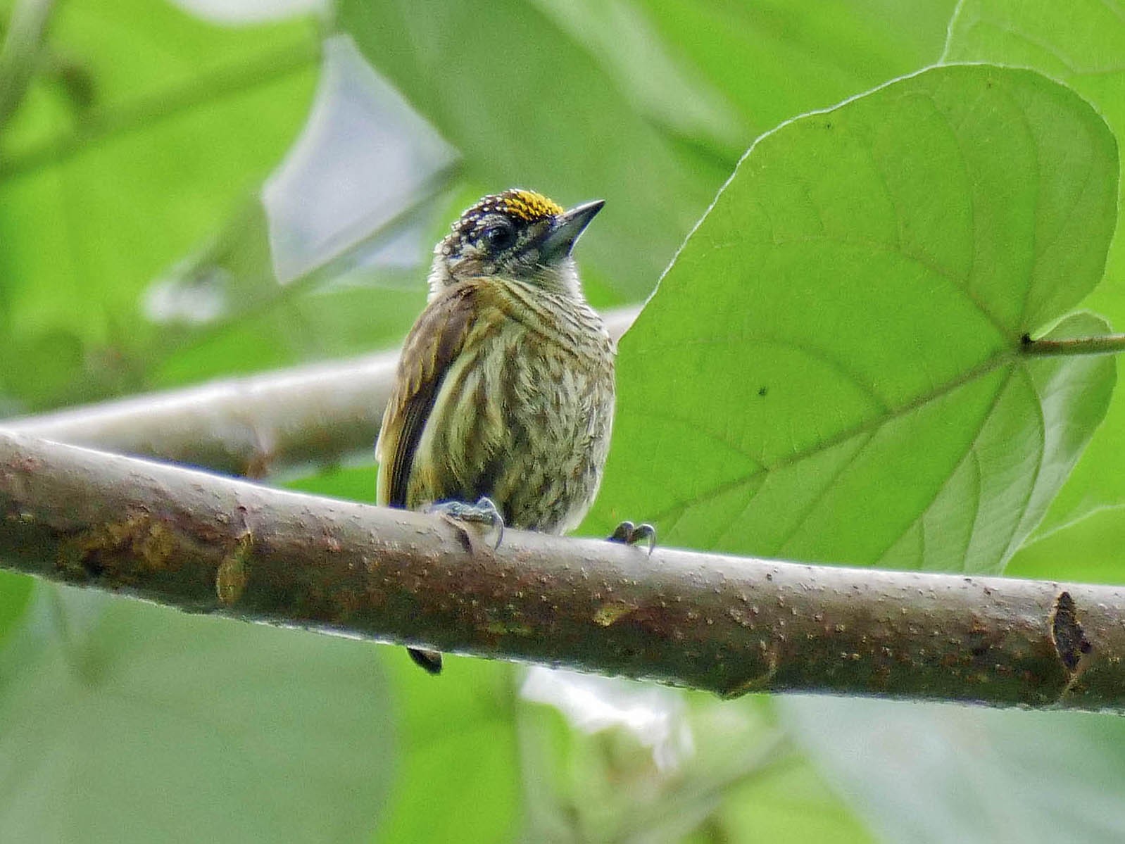 Bar-breasted Piculet - eBird