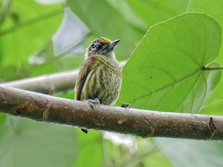 Bar-breasted Piculet - eBird