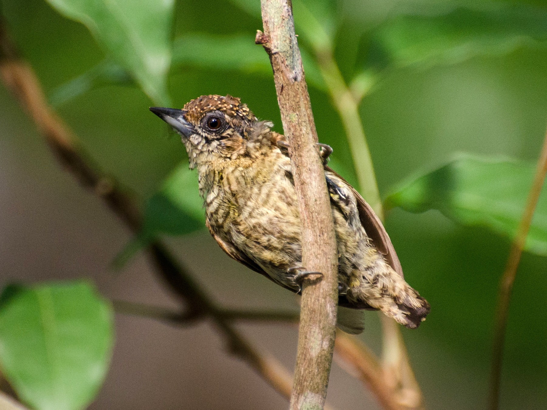 Bar-breasted Piculet - eBird