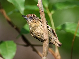 Bar-breasted Piculet - eBird