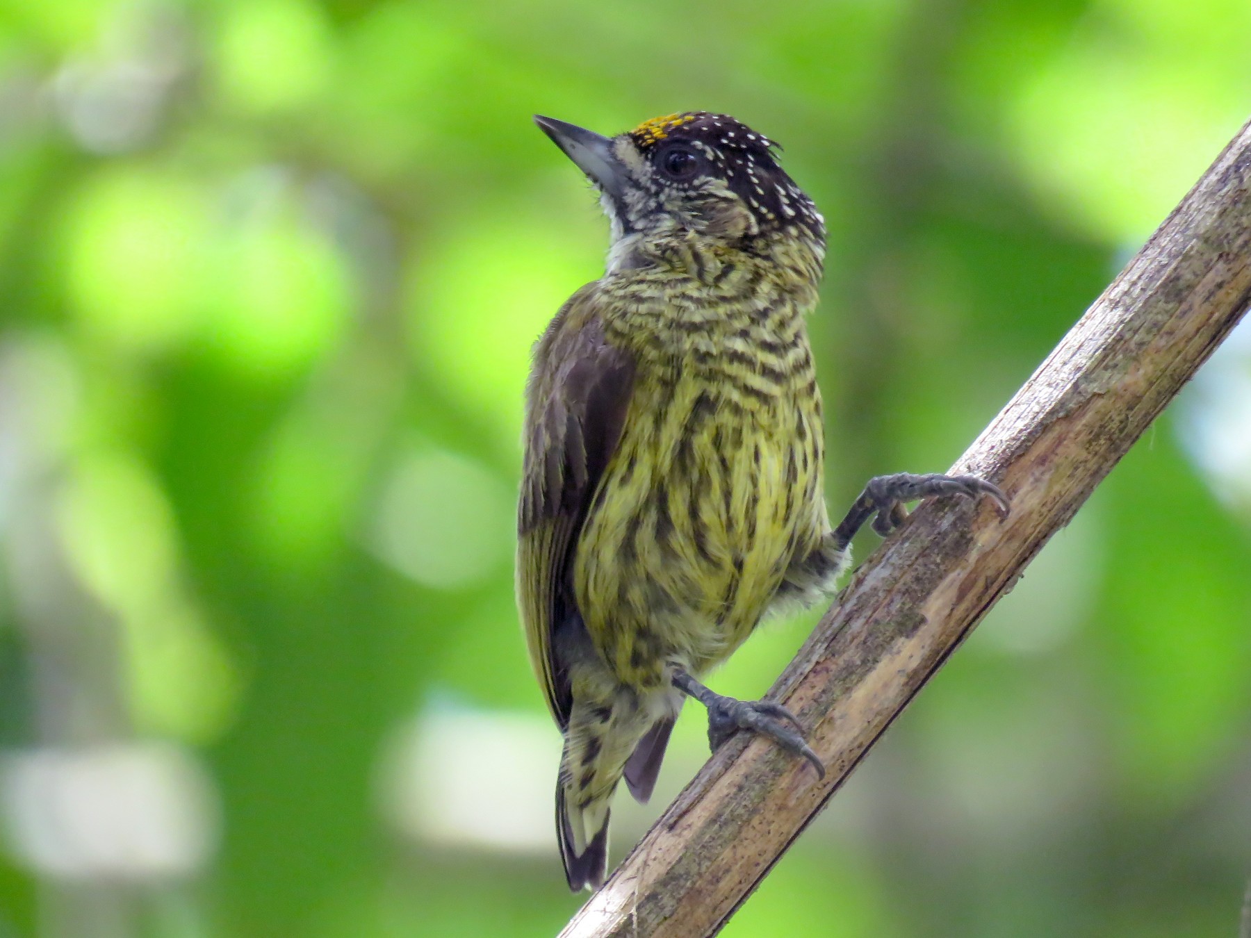 Bar-breasted Piculet - eBird