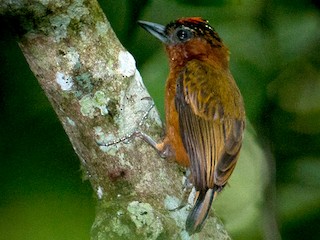 Rufous-breasted Piculet - eBird