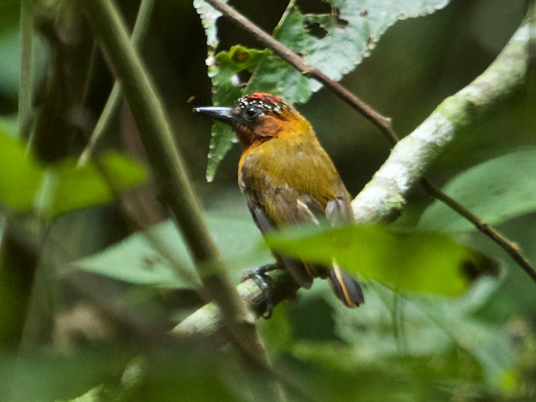 Rufous-breasted Piculet - eBird