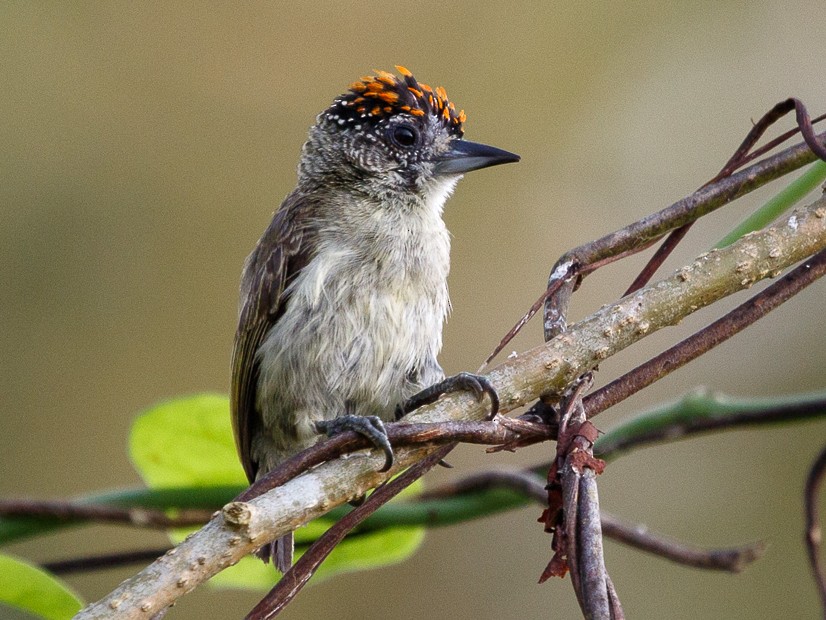 Fine-barred Piculet - eBird