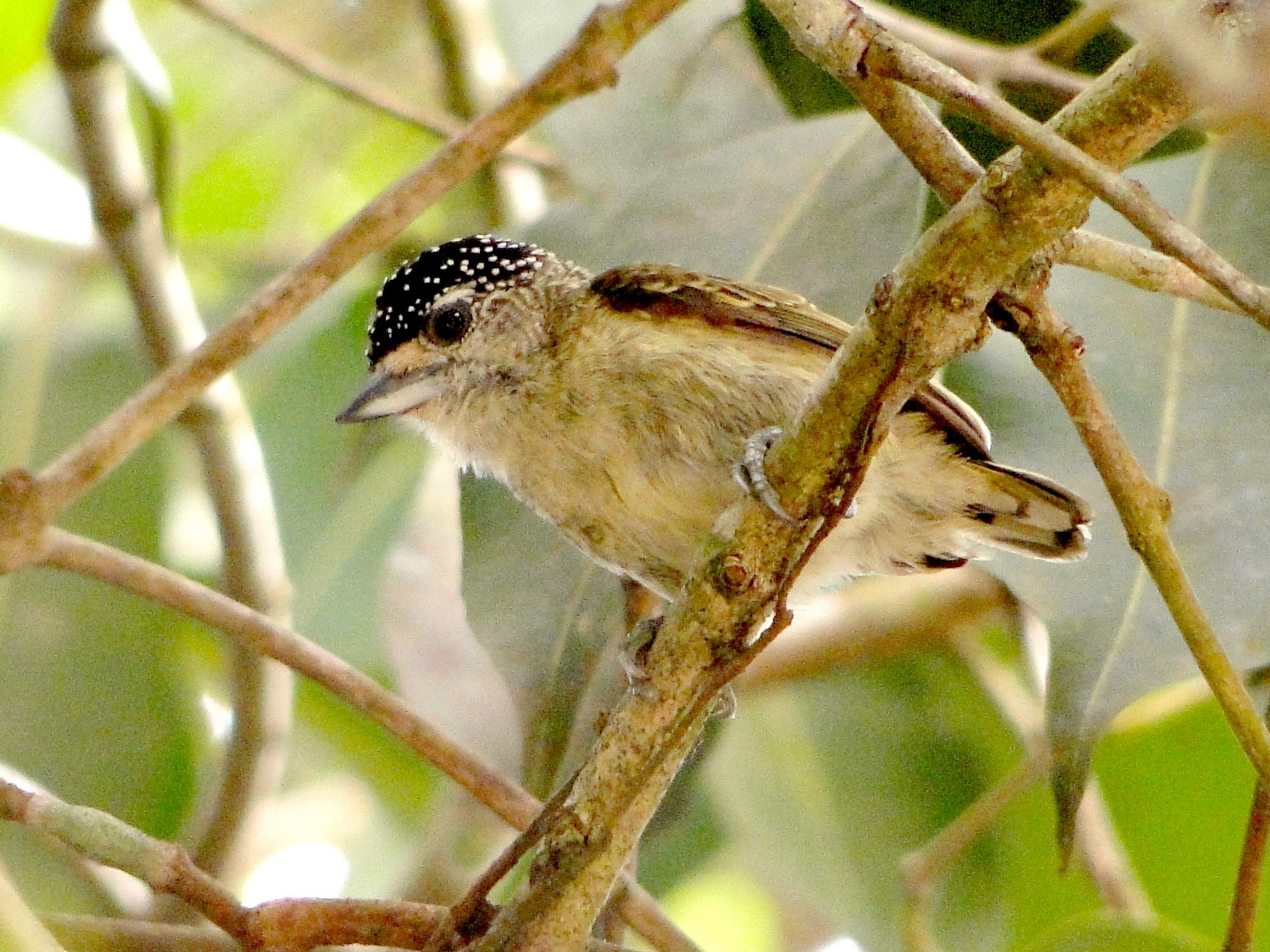 Fine-barred Piculet - eBird