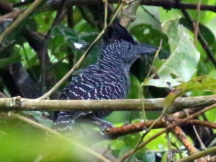 Batará de Madre de Dios - eBird