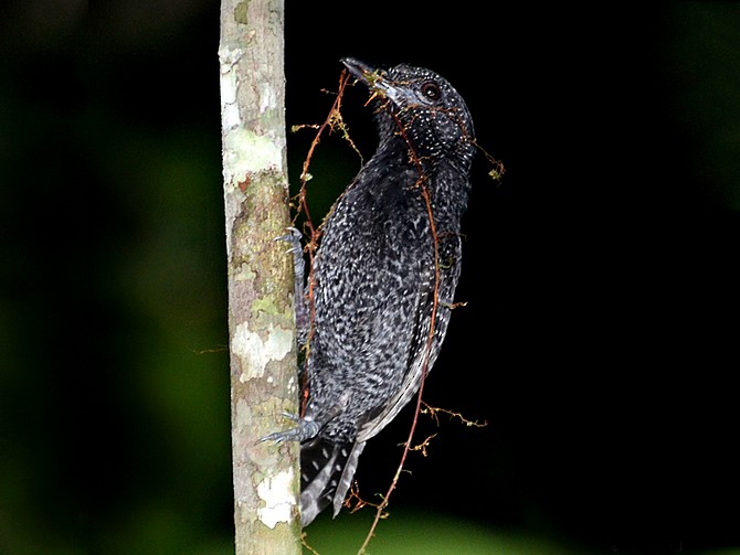 Batará Ondulado - eBird