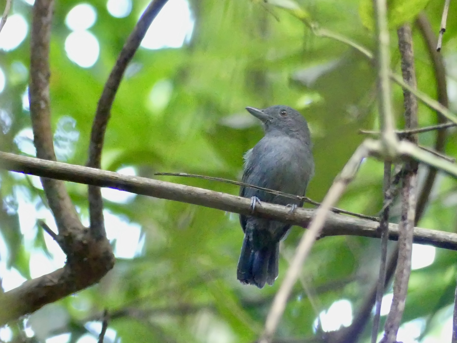 Plain-winged Antshrike - eBird
