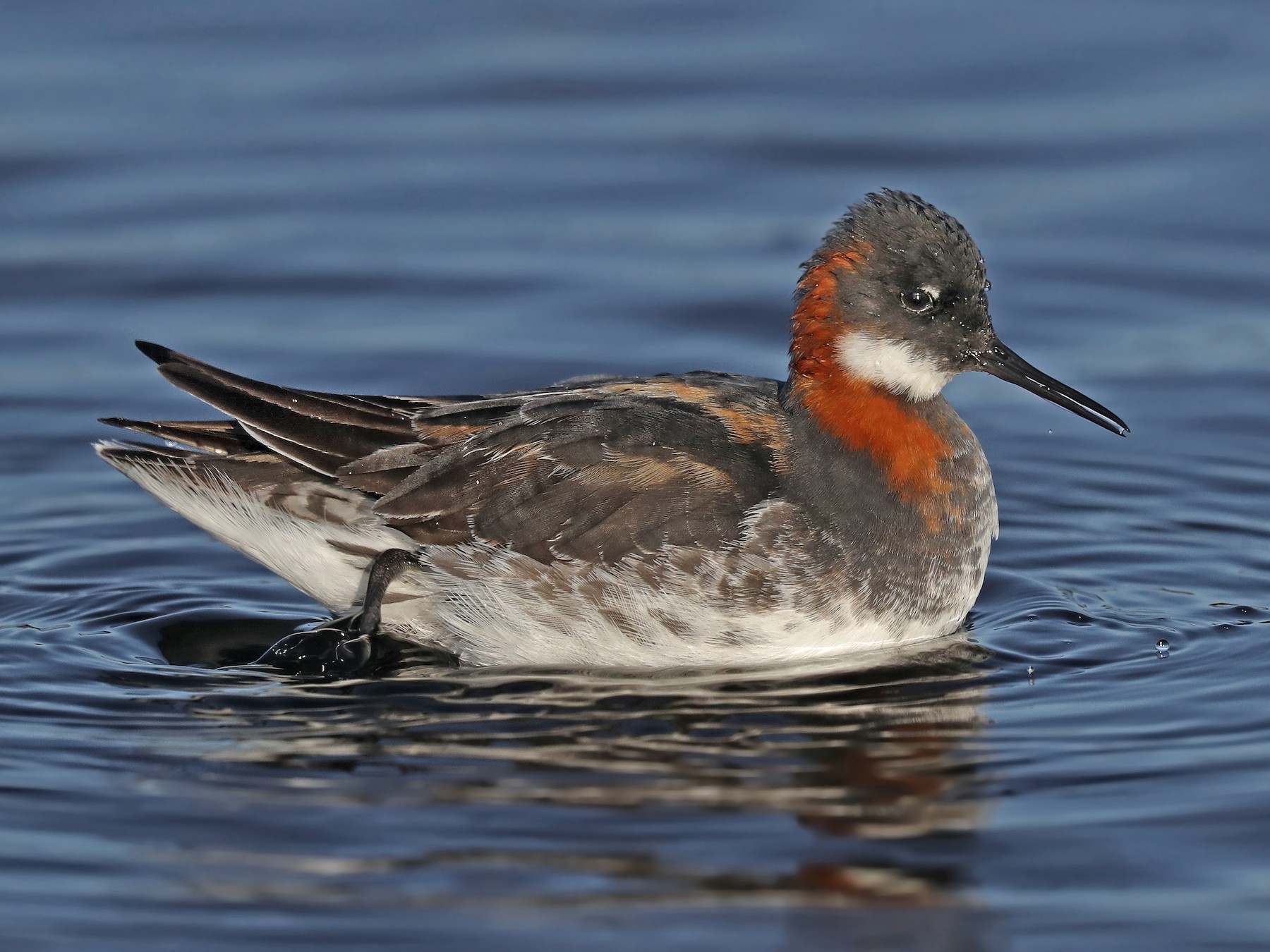 Red-necked Phalarope - eBird