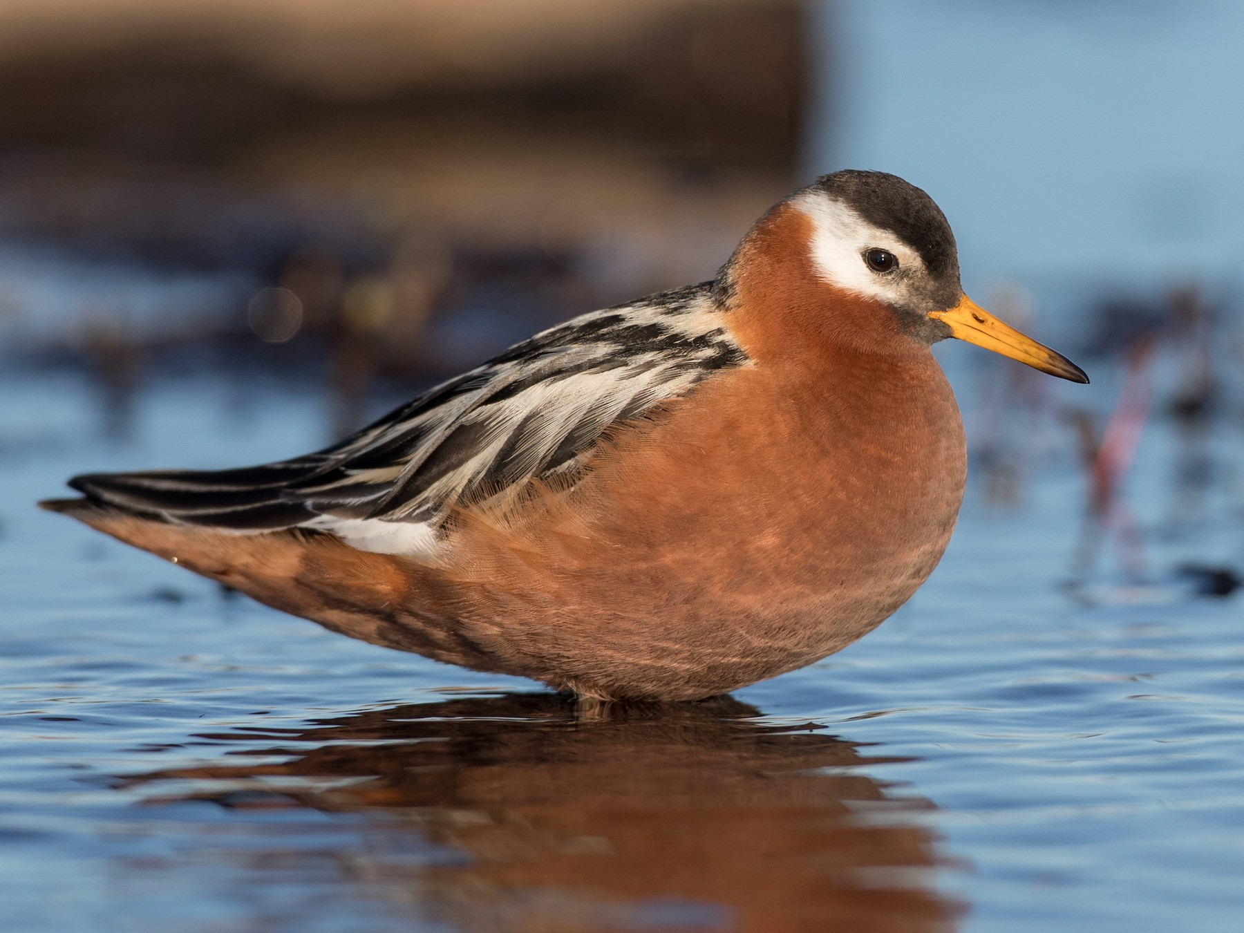 Red Phalarope - eBird