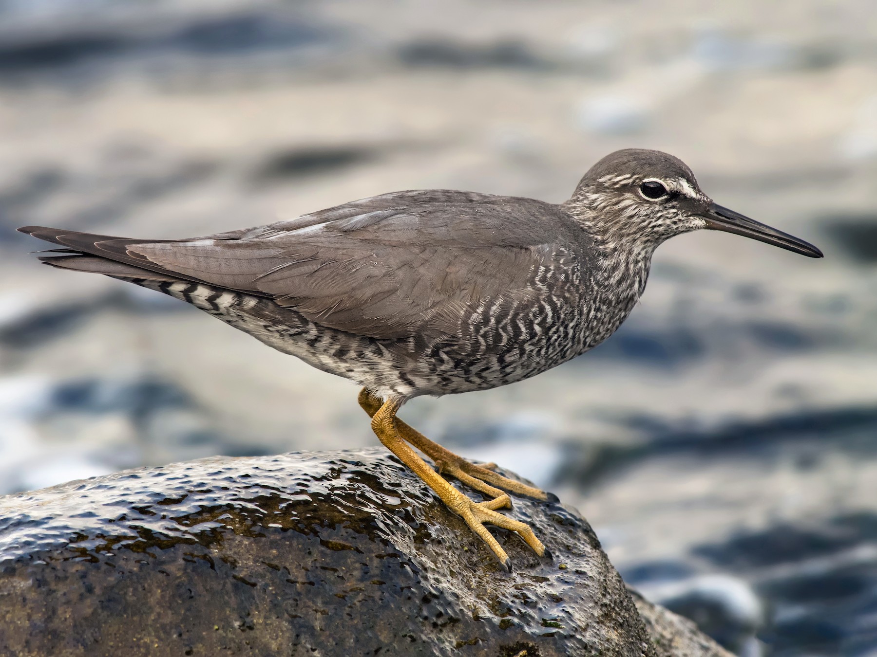 Wandering Tattler - eBird
