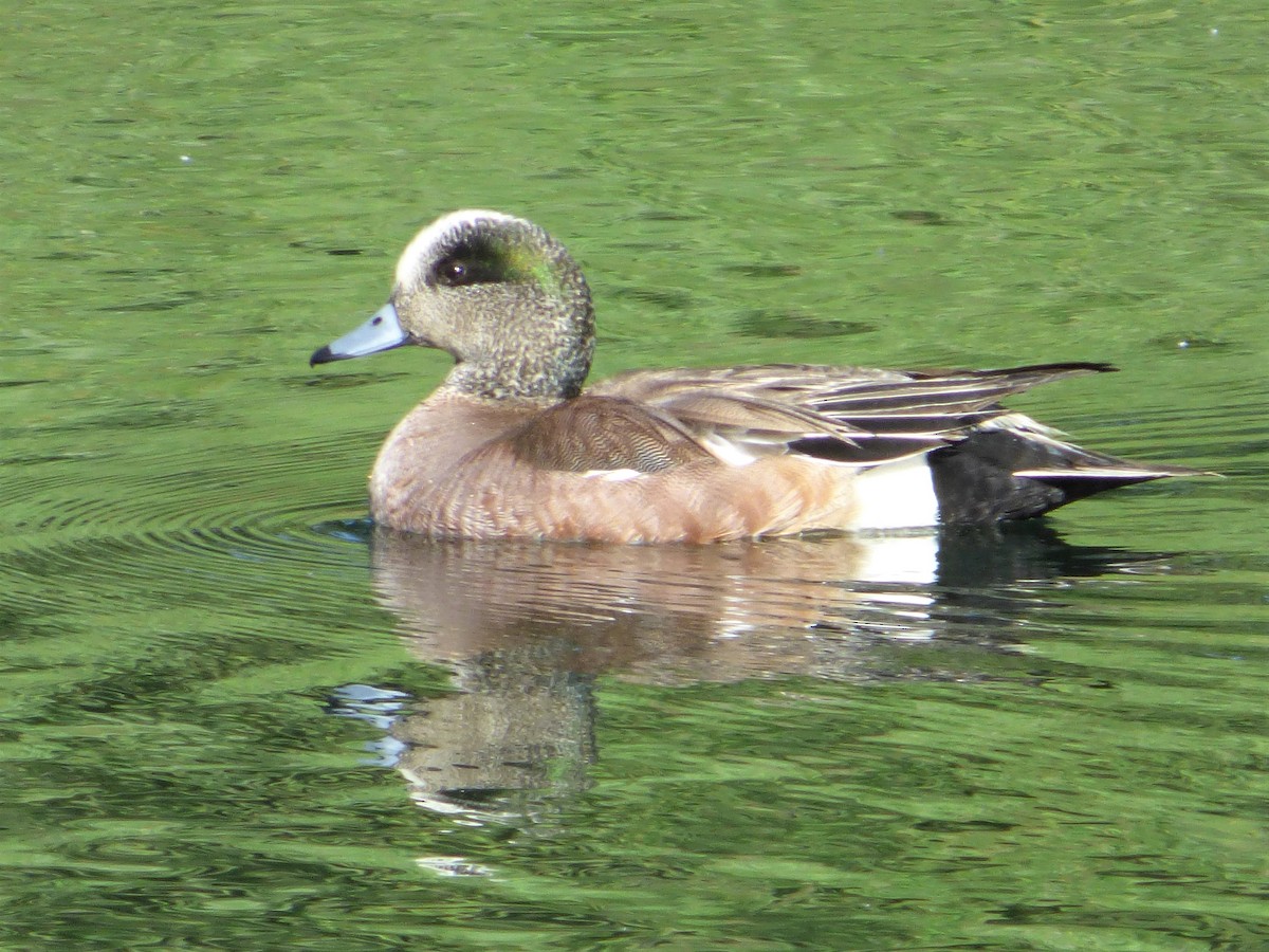 eBird Checklist - 16 Jun 2019 - Calgary--Carburn Park - 17 species