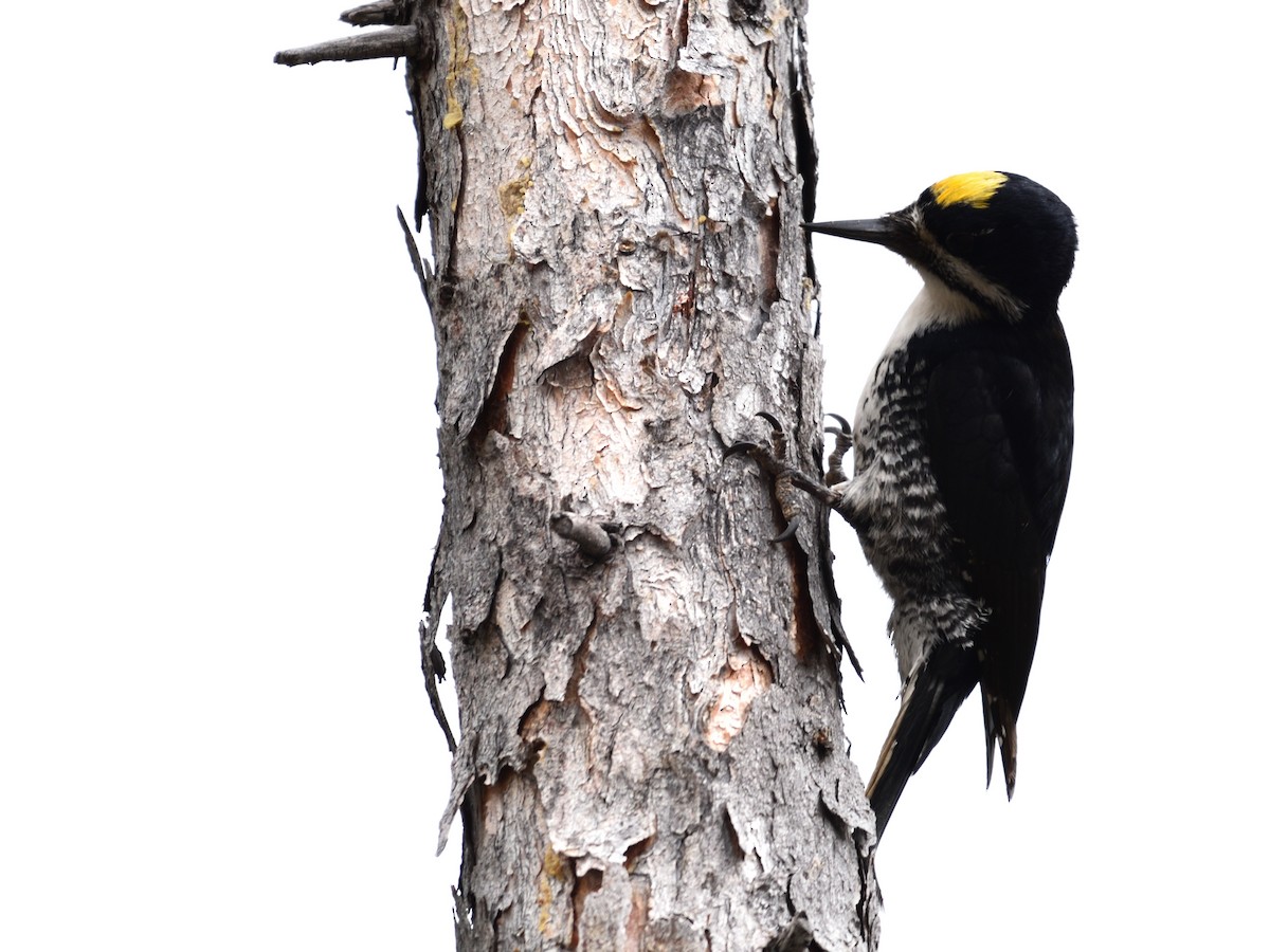 eBird Checklist - 19 Jun 2019 - HVGB-TLH510 - 2 species