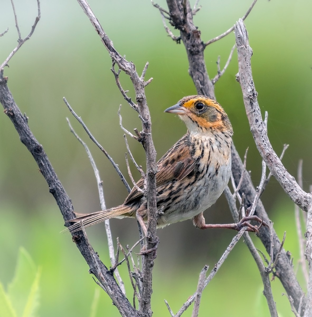 Saltmarsh Sparrow - Ammospiza caudacuta - Media Search - Macaulay ...