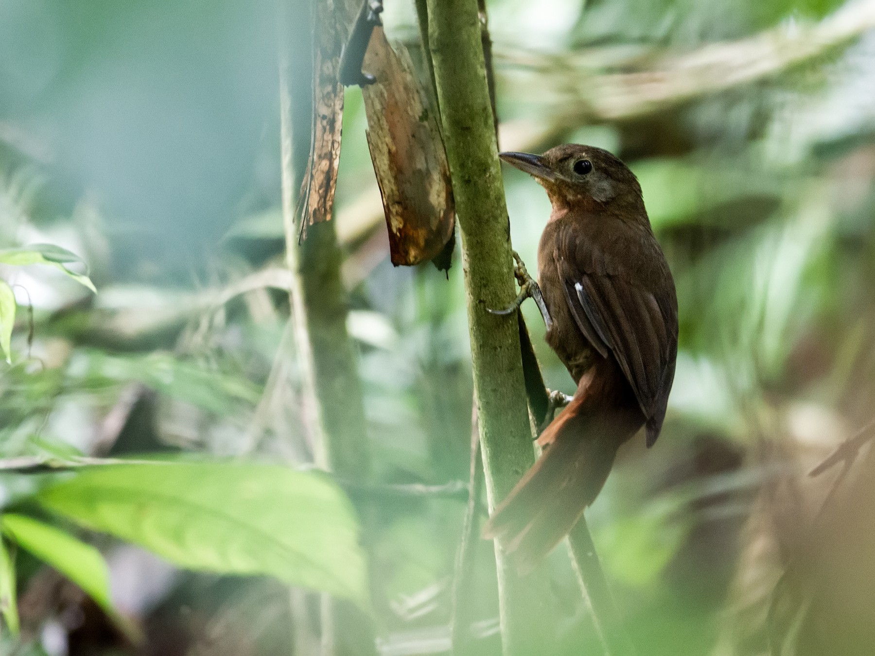 Ruddy Foliage-gleaner (Dusky) - eBird