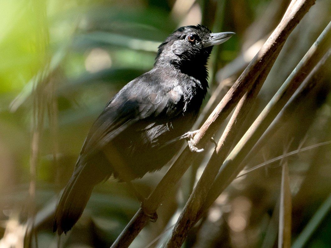 Batara des fourrés - eBird