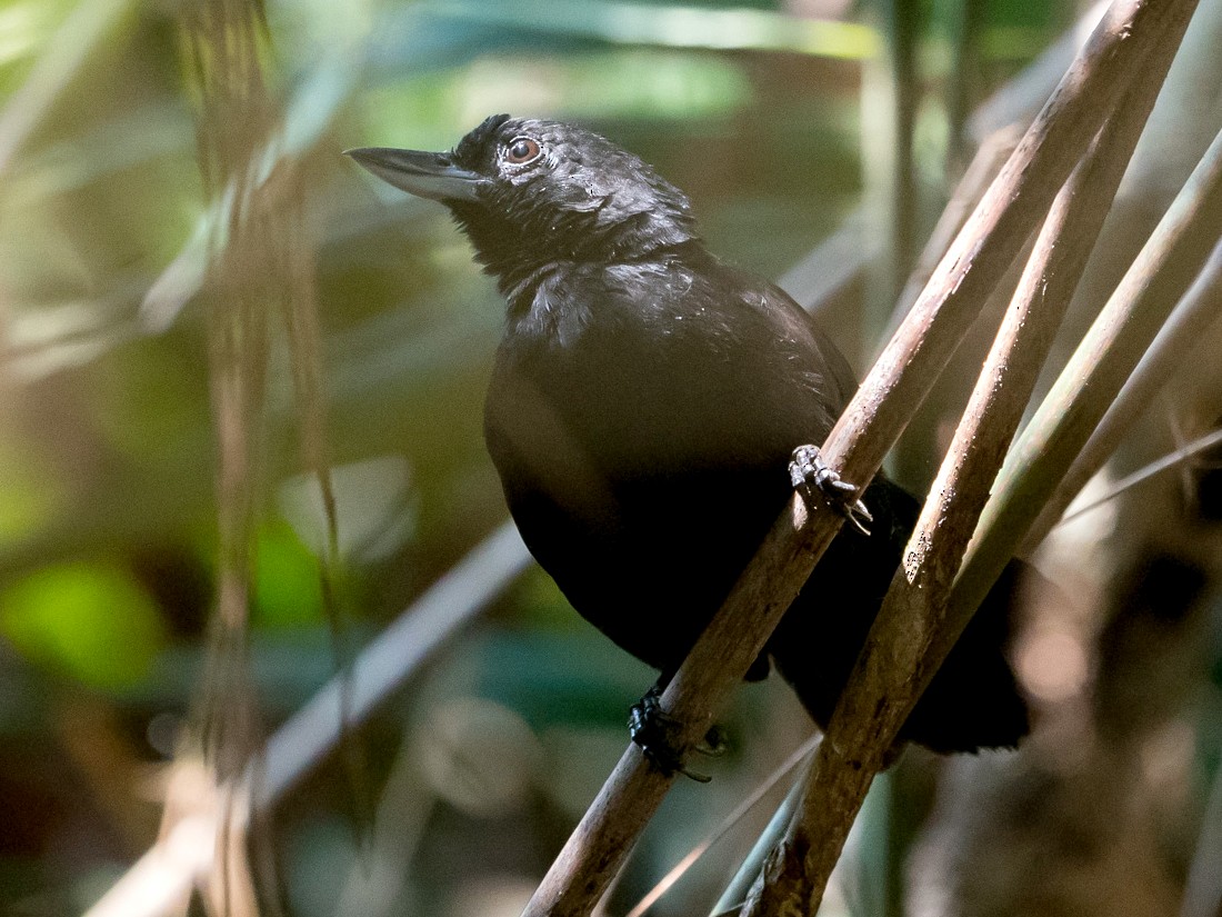 Batará Arbustero - eBird