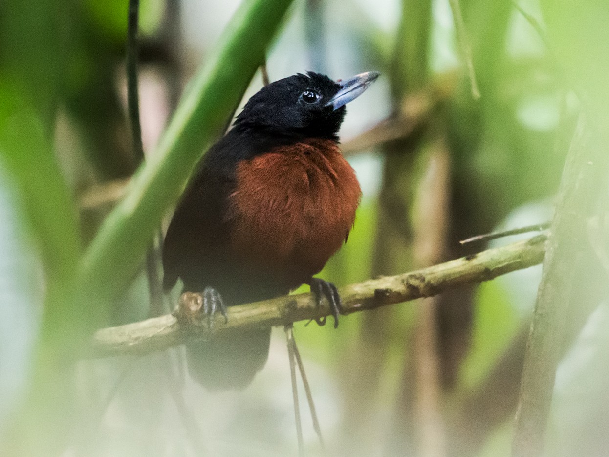 Batará Arbustero - eBird