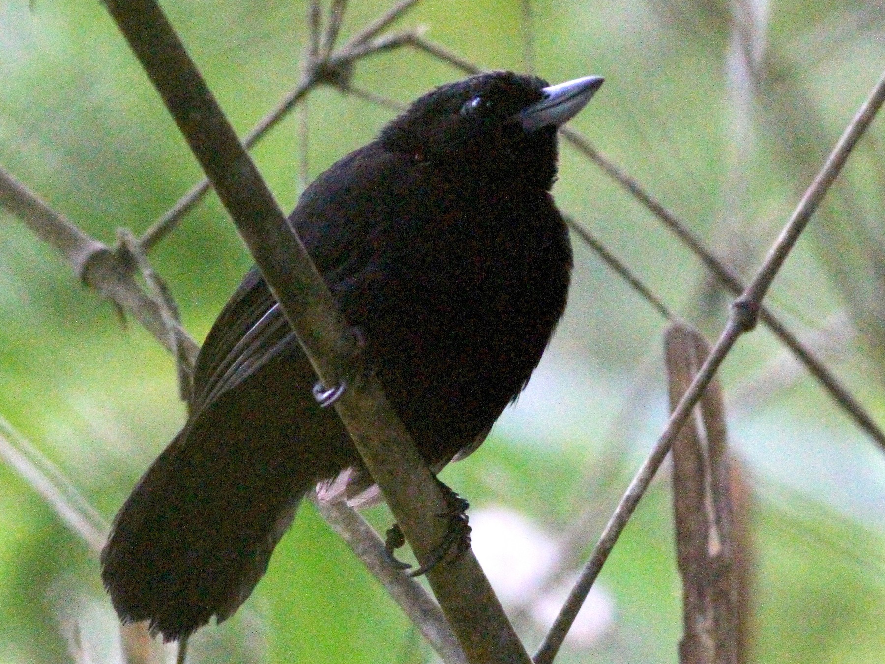 Batara des fourrés - eBird