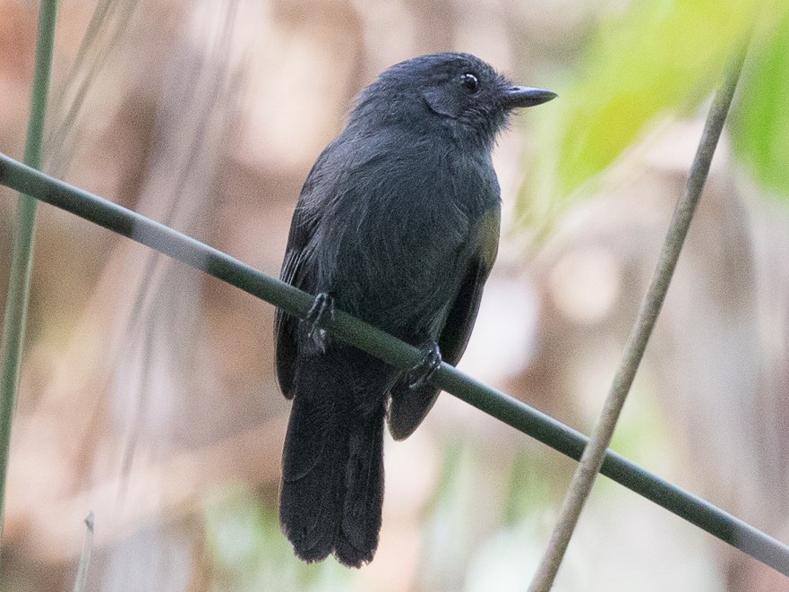 Bluish-slate Antshrike - eBird