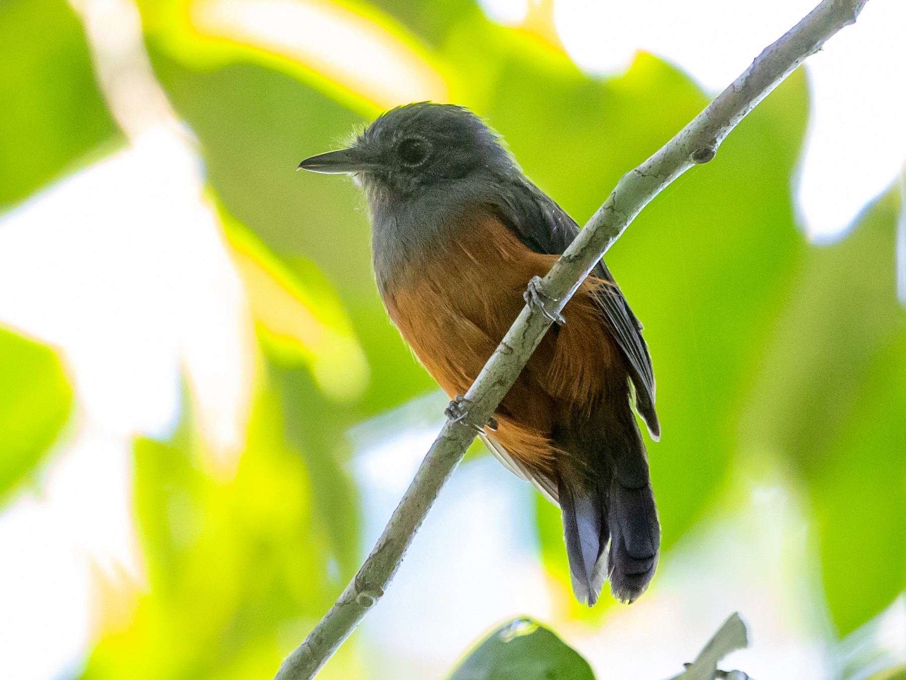 Bluish-slate Antshrike - eBird