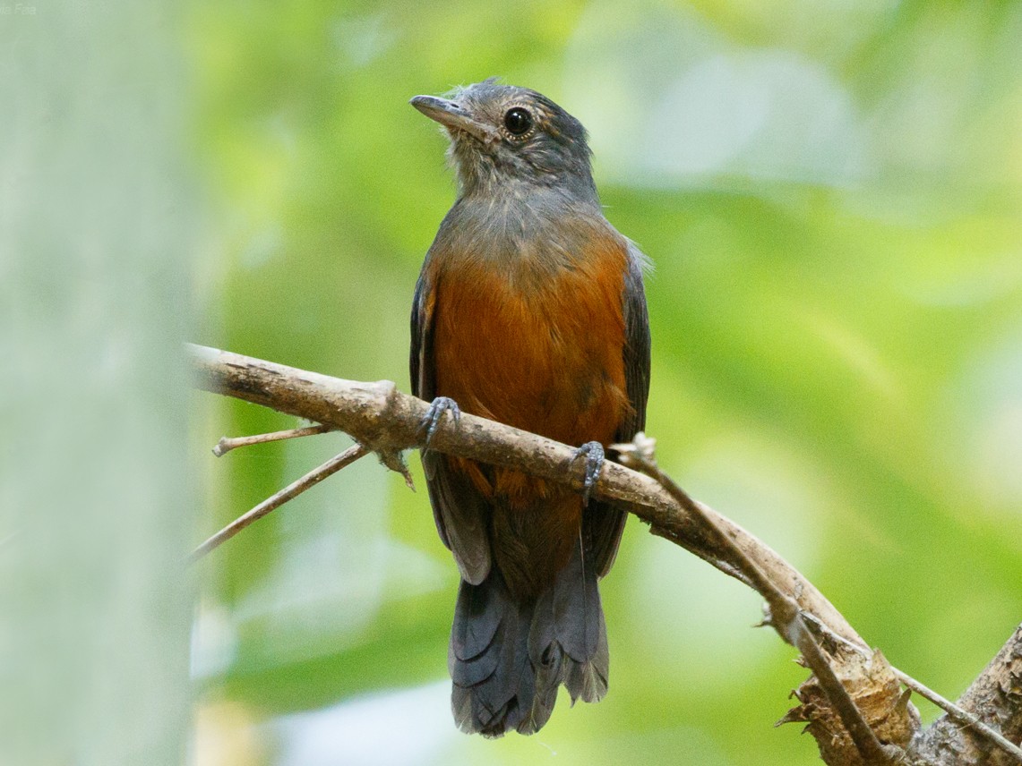 Bluish-slate Antshrike - eBird