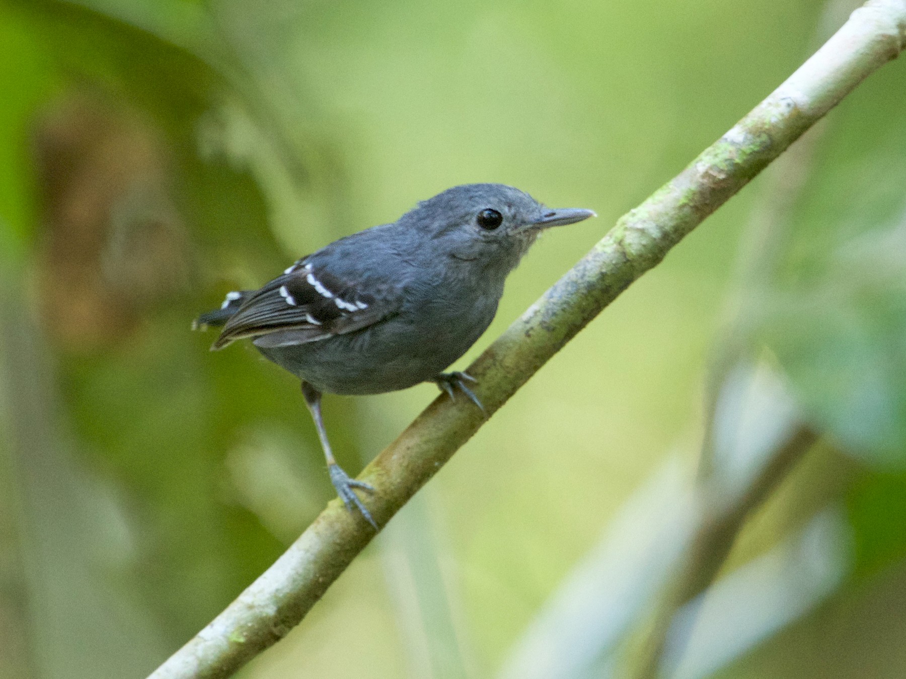 Plain-throated Antwren - eBird
