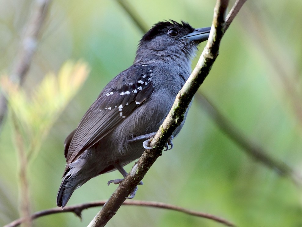 Batará Estrellado - eBird